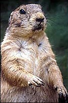 Gopher Facts for Kids: Gopher Information for Students