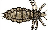 Lice Facts for Kids: Lice Pest Information for Students
