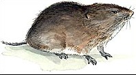 Vole Facts for Kids: Vole Pest Information for Students