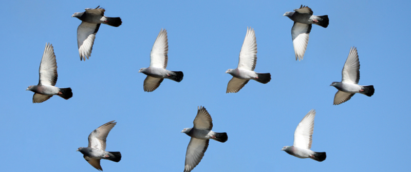 Bird Facts for Kids: Pigeons, Starlings & Woodpeckers