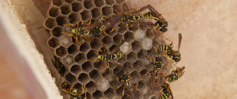 Wasp Information for Kids: Hornet & Yellow Jacket Facts