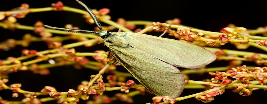 Moth Information & Facts for Kids: Info for Students