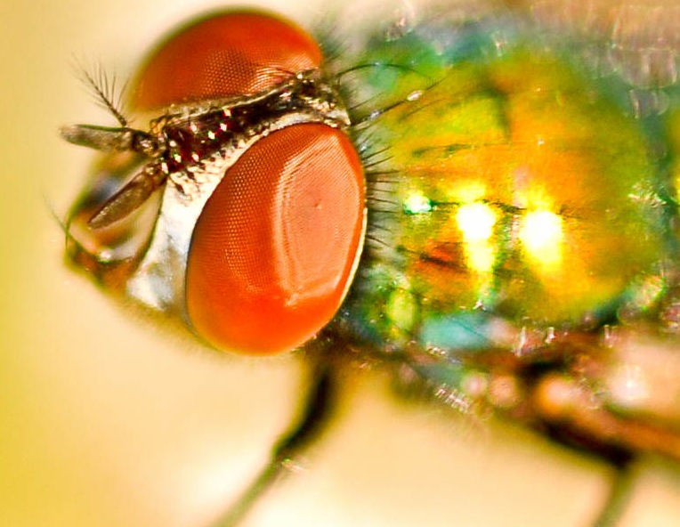 Fun Interactive Games for Kids Featuring Insects, Bugs, & Other Pests