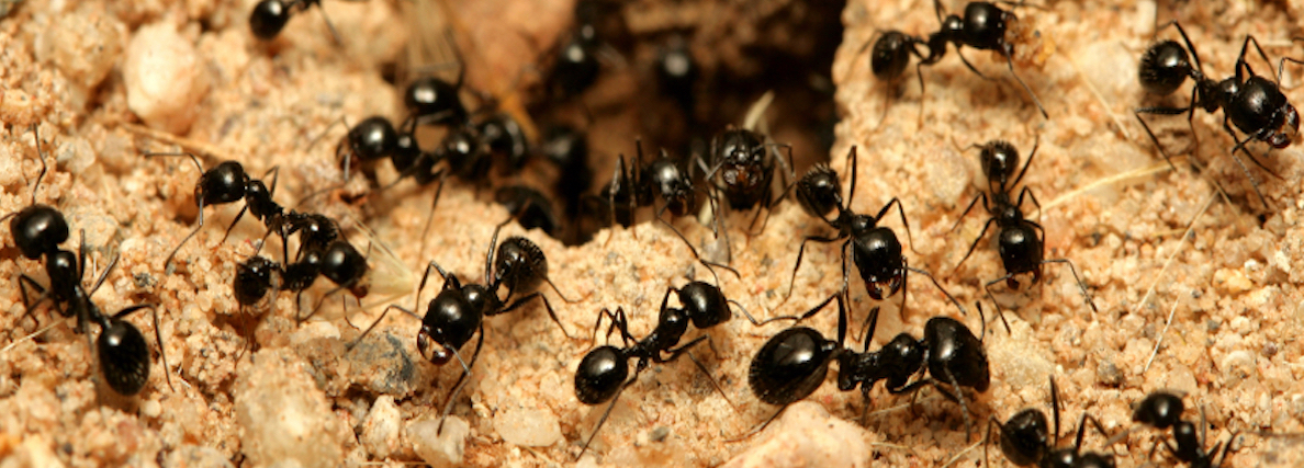 How Much Weight Can an Ant Lift? - PestWorld for Kids