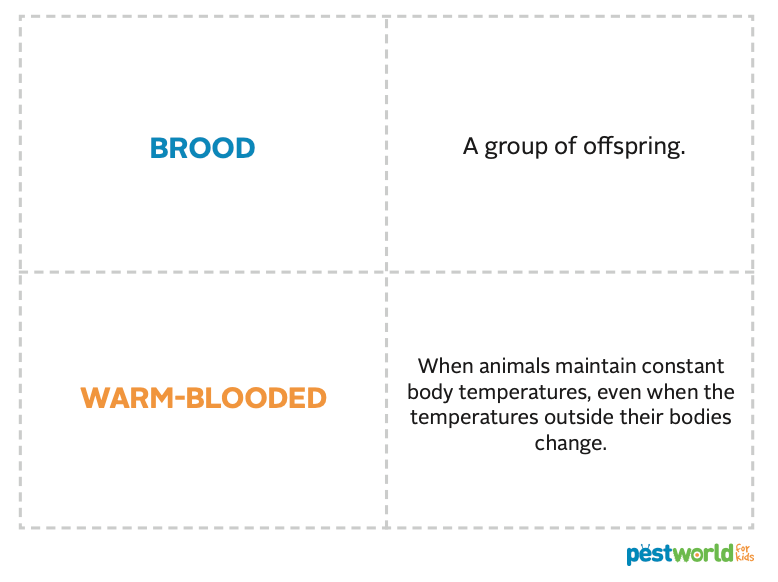 Downloadable Activities - PestWorld for Kids