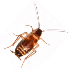 Just How Big Can a Cockroach Get? - PestWorld for Kids