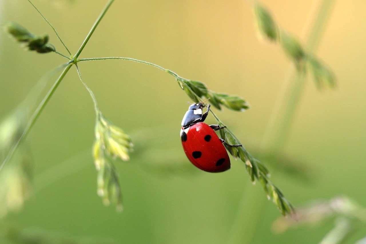 Ladybug Facts for Kids: Fun Facts About Ladybugs for Kids