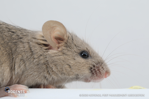 Do Mice Really Eat Cheese? Mouse Eating Cheese Myth