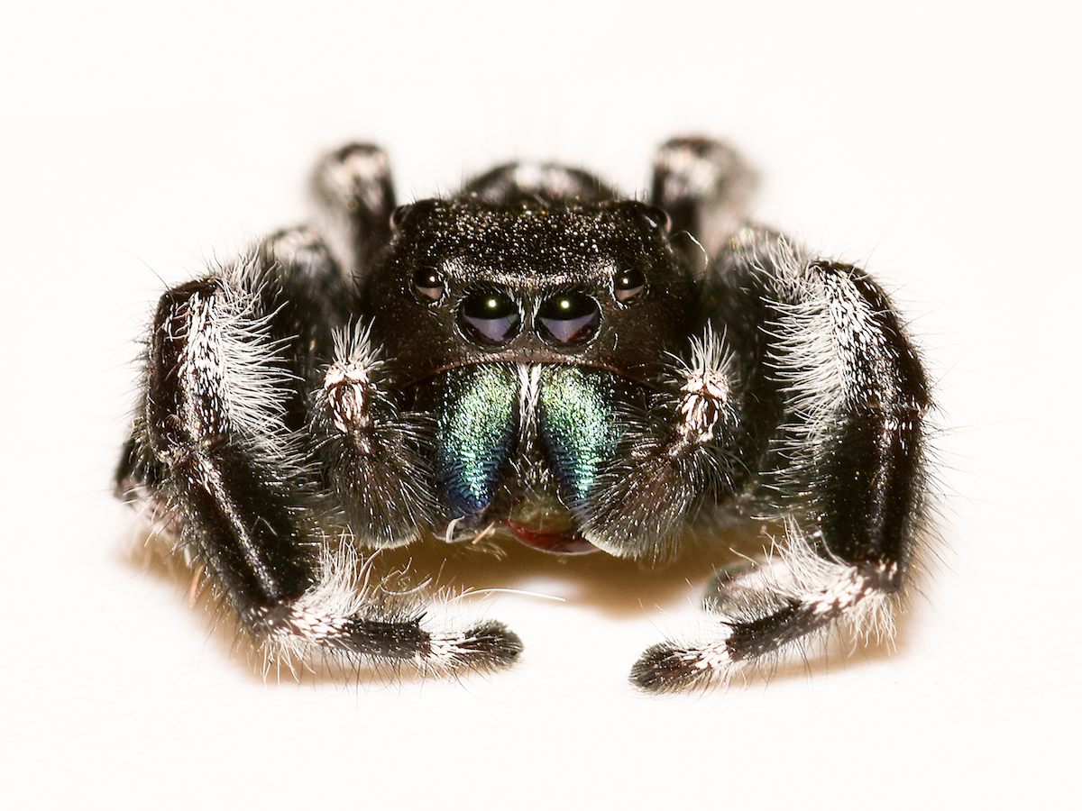 How Many Eyes Do Spiders Have? Spider Facts for Kids