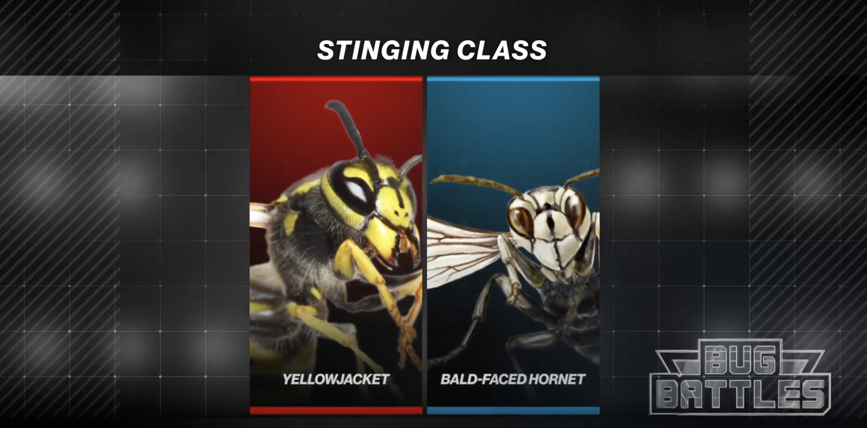 Bug Battles Episodes - PestWorld for Kids