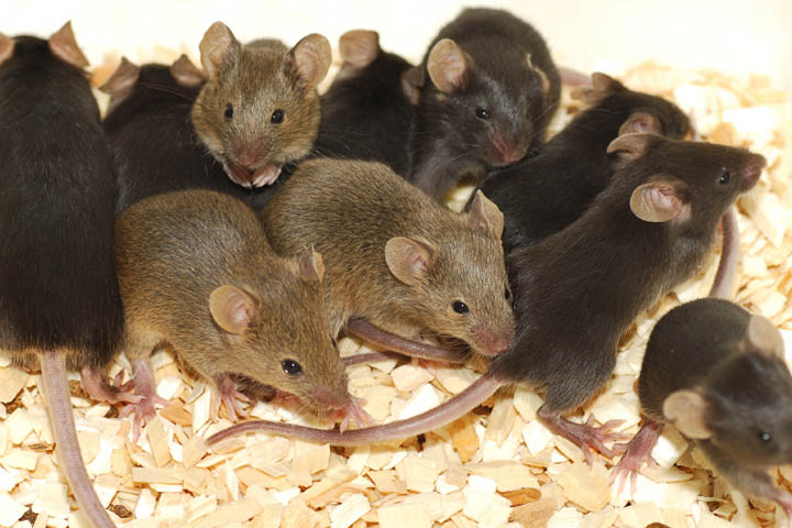 Mice Information for Kids: House Mouse Facts for Kids