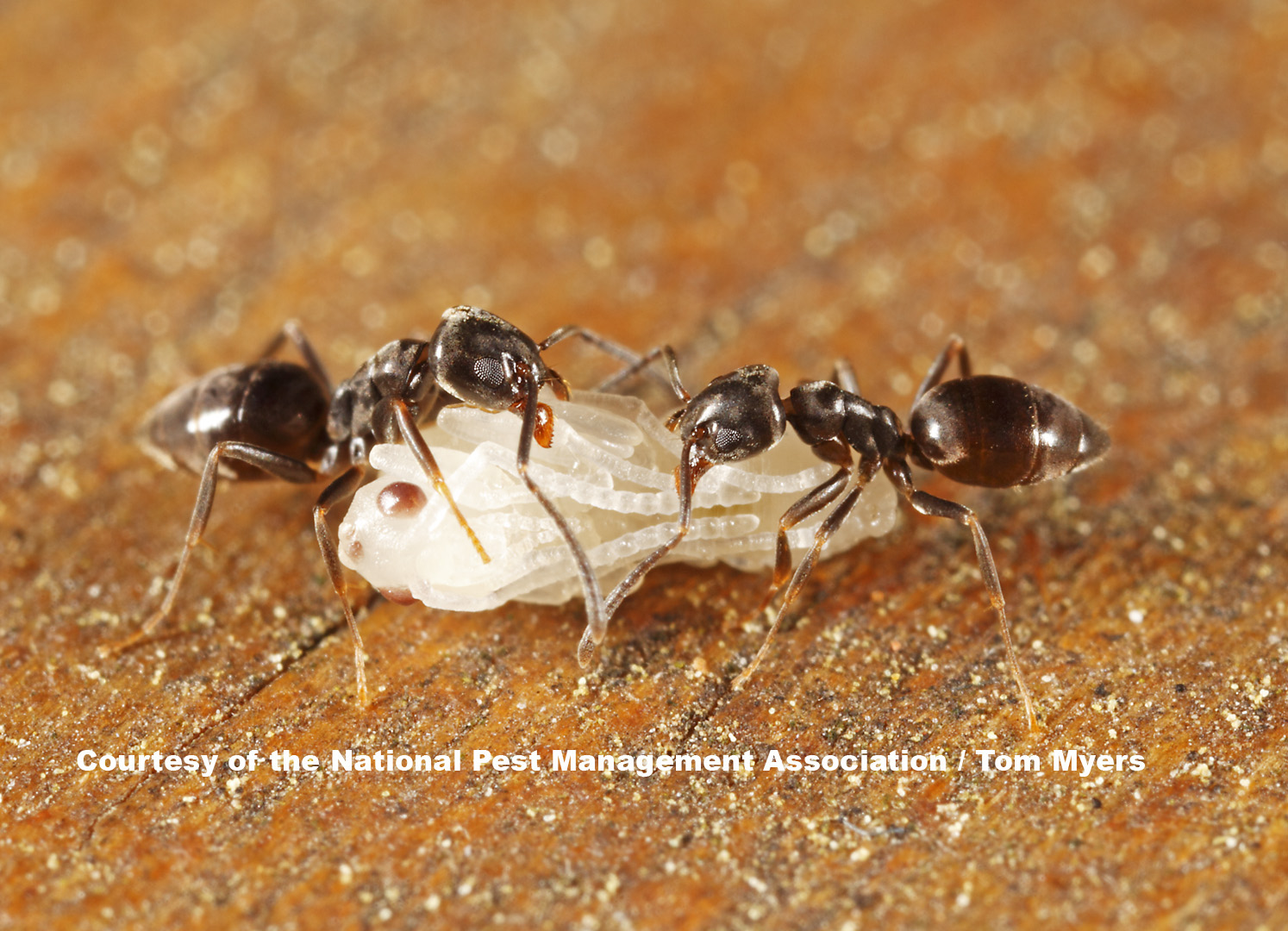 Ants: Fun Facts About Ants & Ant Information for Kids