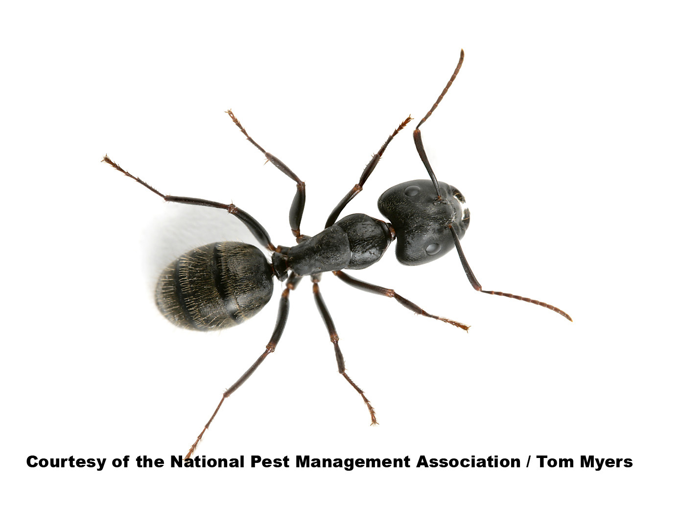 Ants: Fun Facts About Ants & Ant Information for Kids