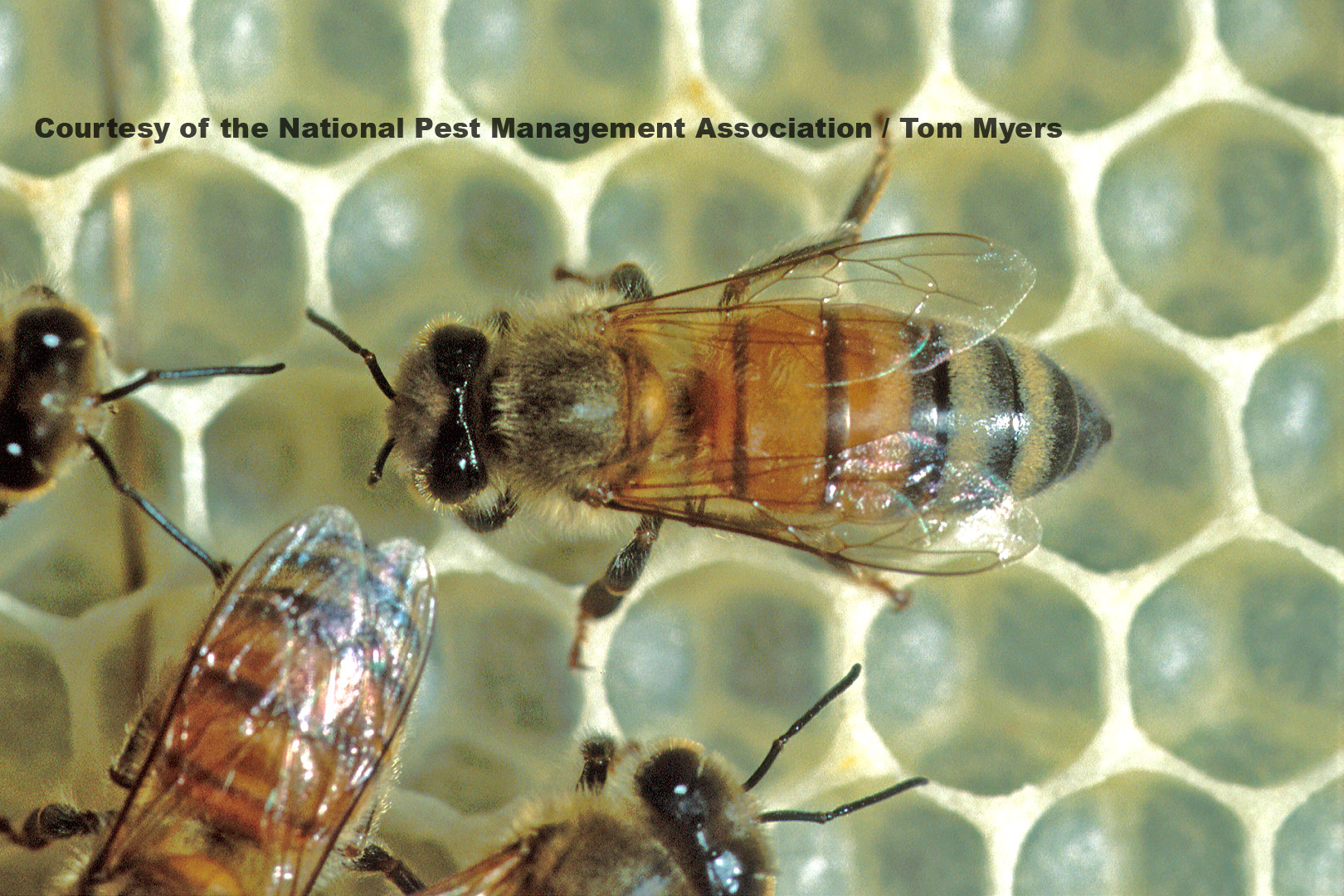 Bee Information for Kids: Bumblebee & Honey Bee Facts