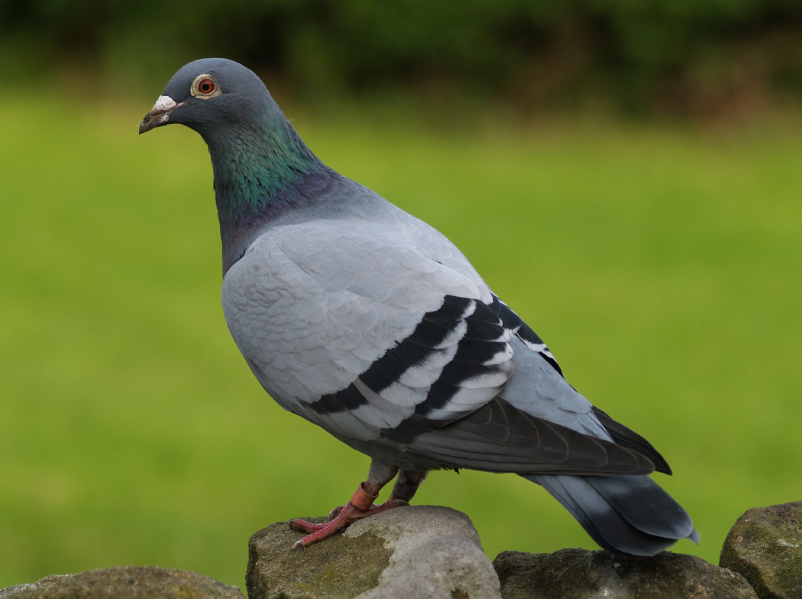 Bird Facts For Kids Pigeons Starlings Woodpeckers