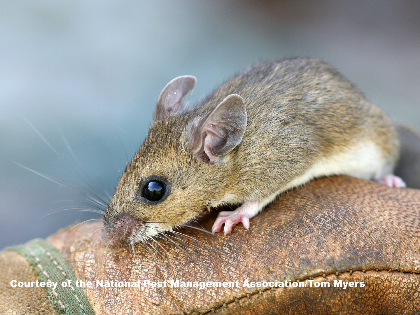Mice Information for Kids: House Mouse Facts for Kids