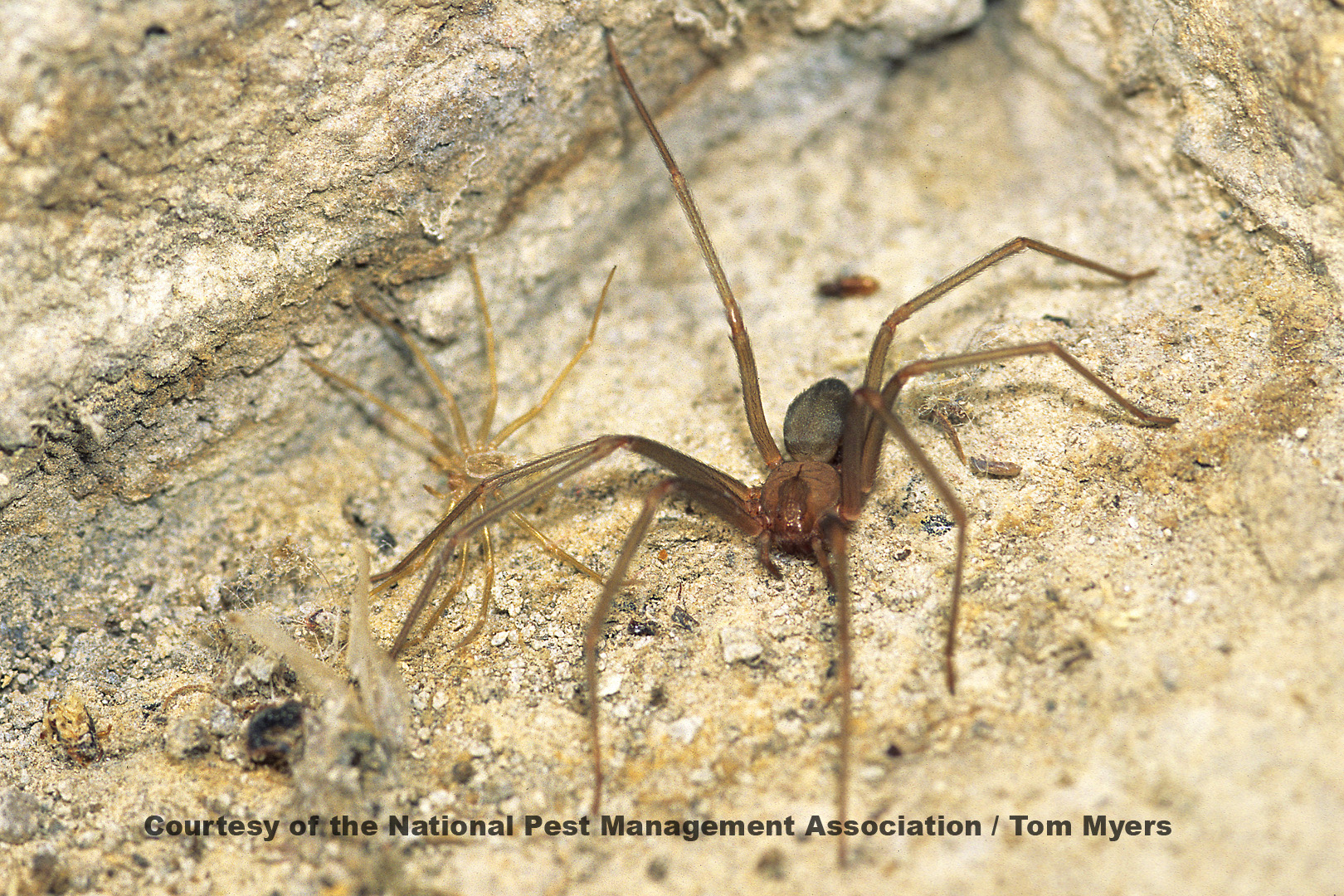 Spider Facts for Kids: Arachnid Information for Students