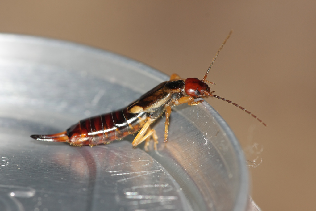 Earwig Information for Kids: Earwig Facts for Students