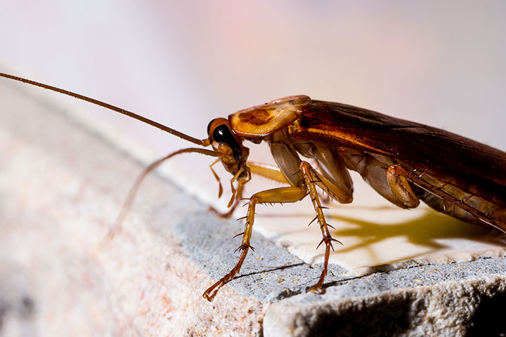 Just How Big Can a Cockroach Get? - PestWorld for Kids