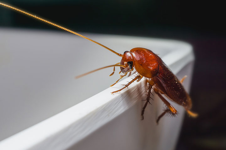 How Long Can a Roach Live Without Its Head? - For Kids
