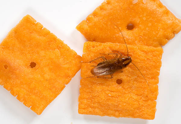 Pest Stories & Articles for Kids by Individual Bug Type