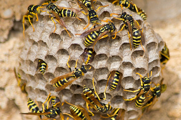 Wasp Information for Kids: Hornet & Yellow Jacket Facts