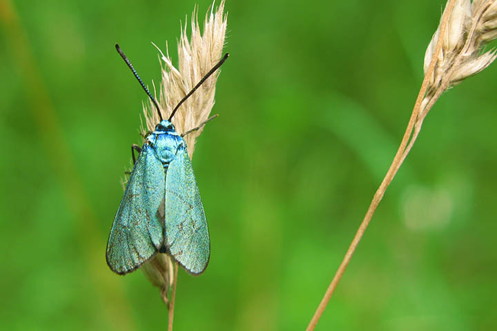 Moth Information & Facts for Kids: Info for Students