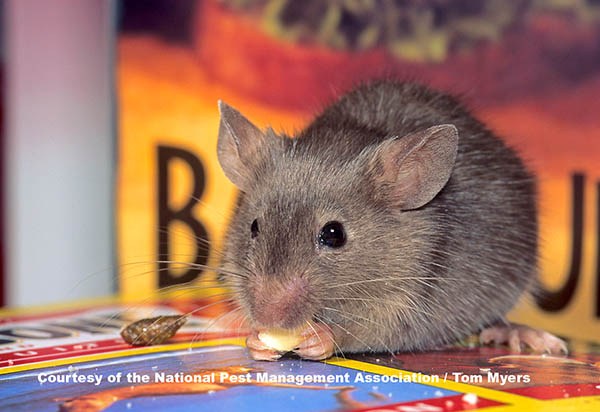 Pest Stories & Articles for Kids by Individual Bug Type