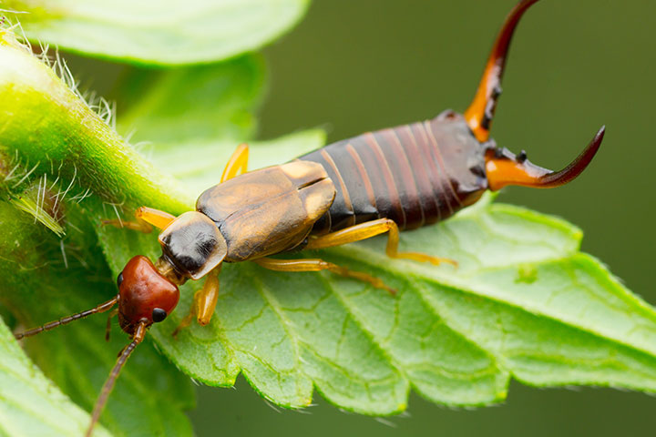How Did Earwigs Get Their Name? Earwig Name Meaning