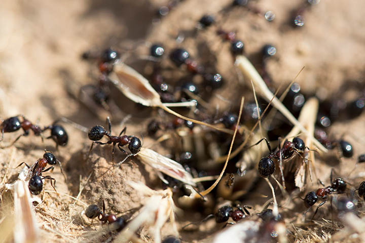 Ants: Fun Facts About Ants & Ant Information for Kids